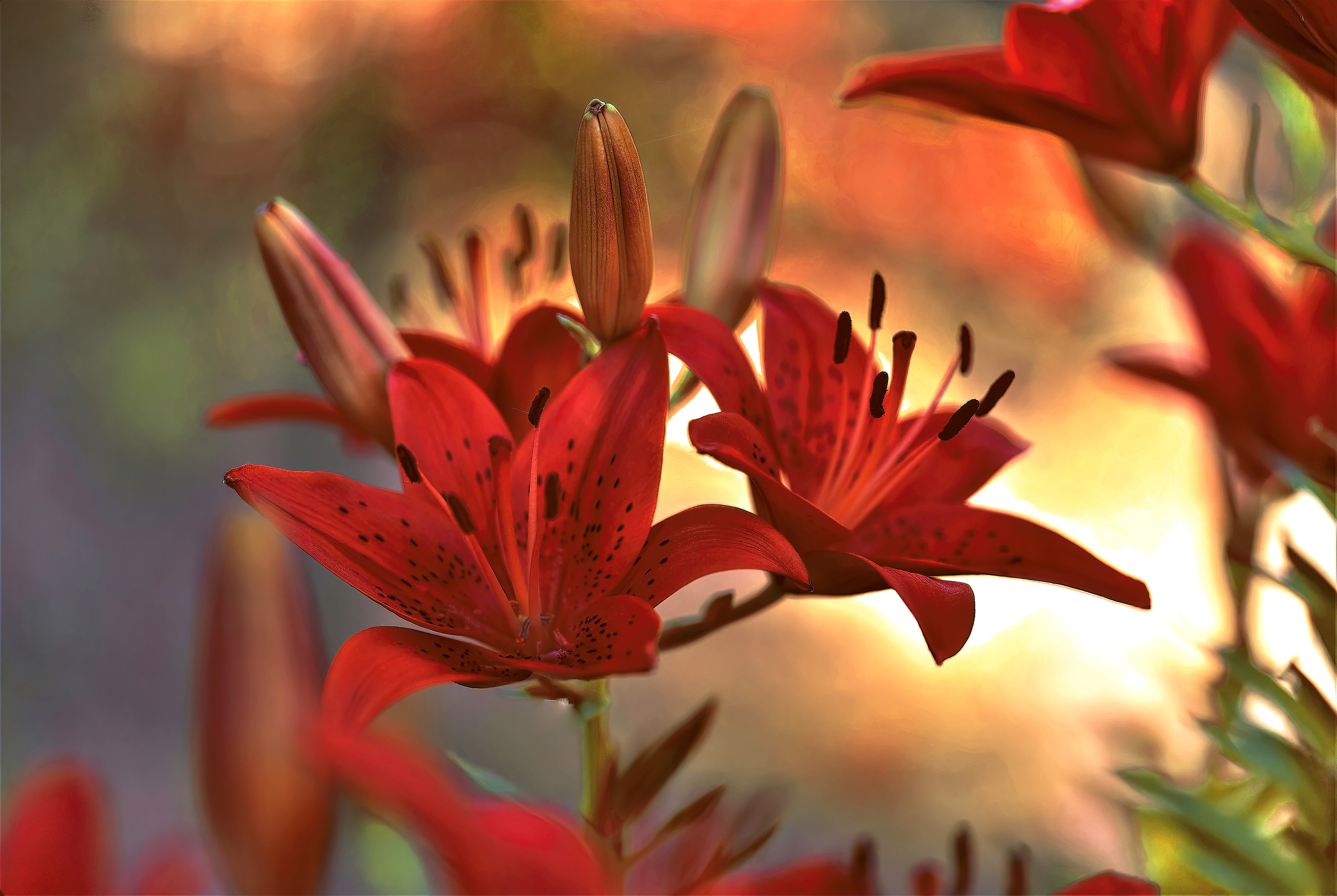 Sunset Lilies by *lynn · 365 Project