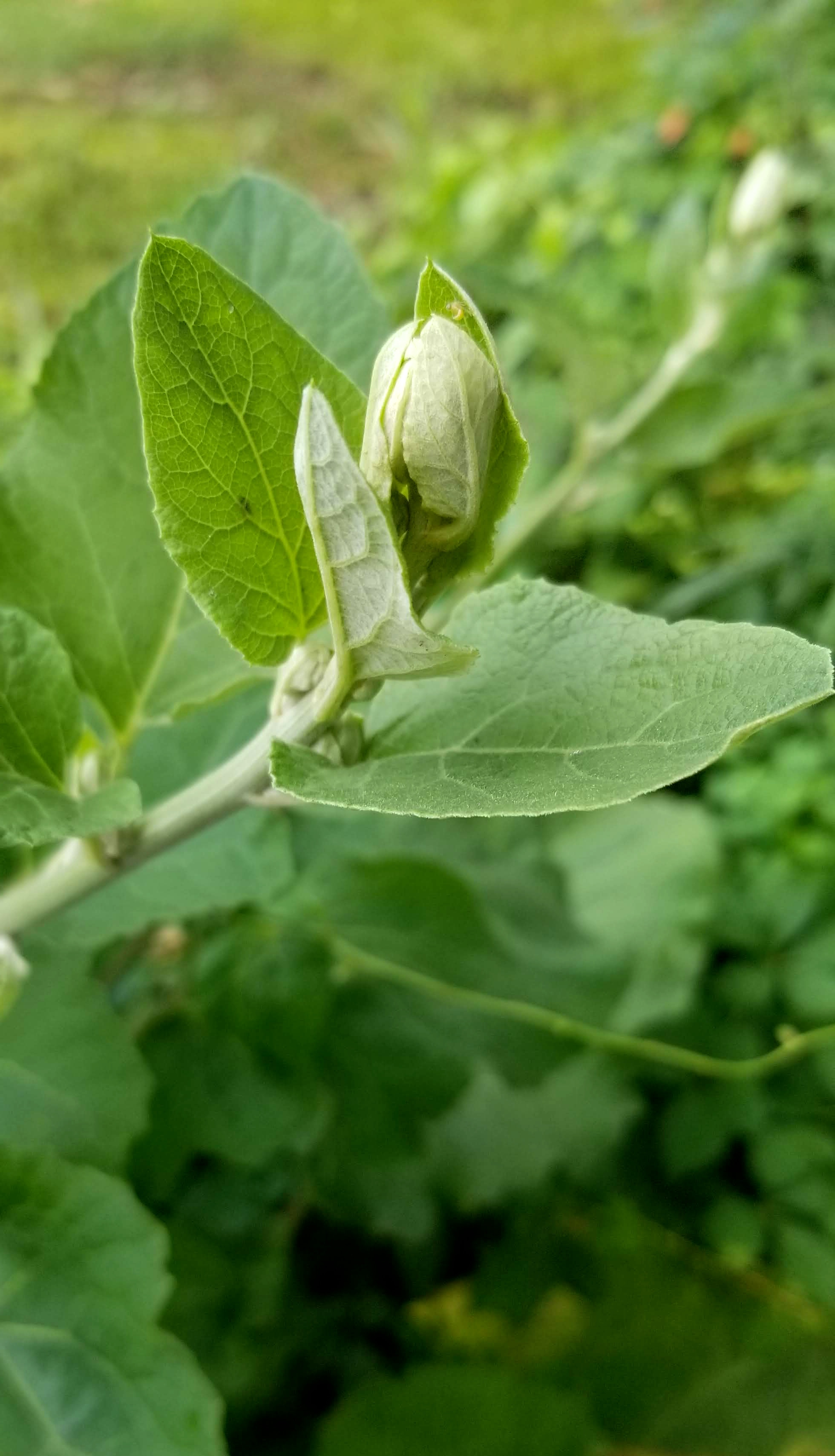 Burdock Bud by Caryn · 365 Project