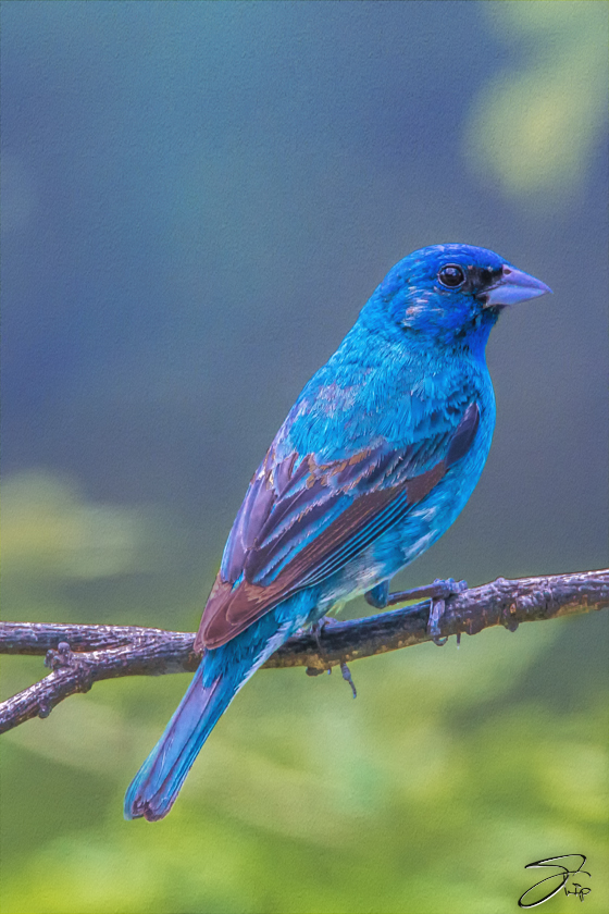 Juvenile Indigo Bunting by Skip Tribby - 🇺🇸 · 365 Project