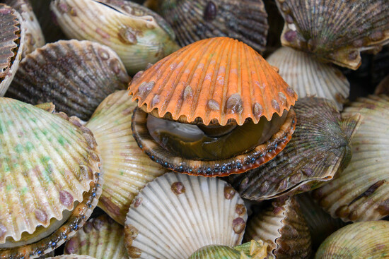 The color of scallops by Danette Thompson · 365 Project