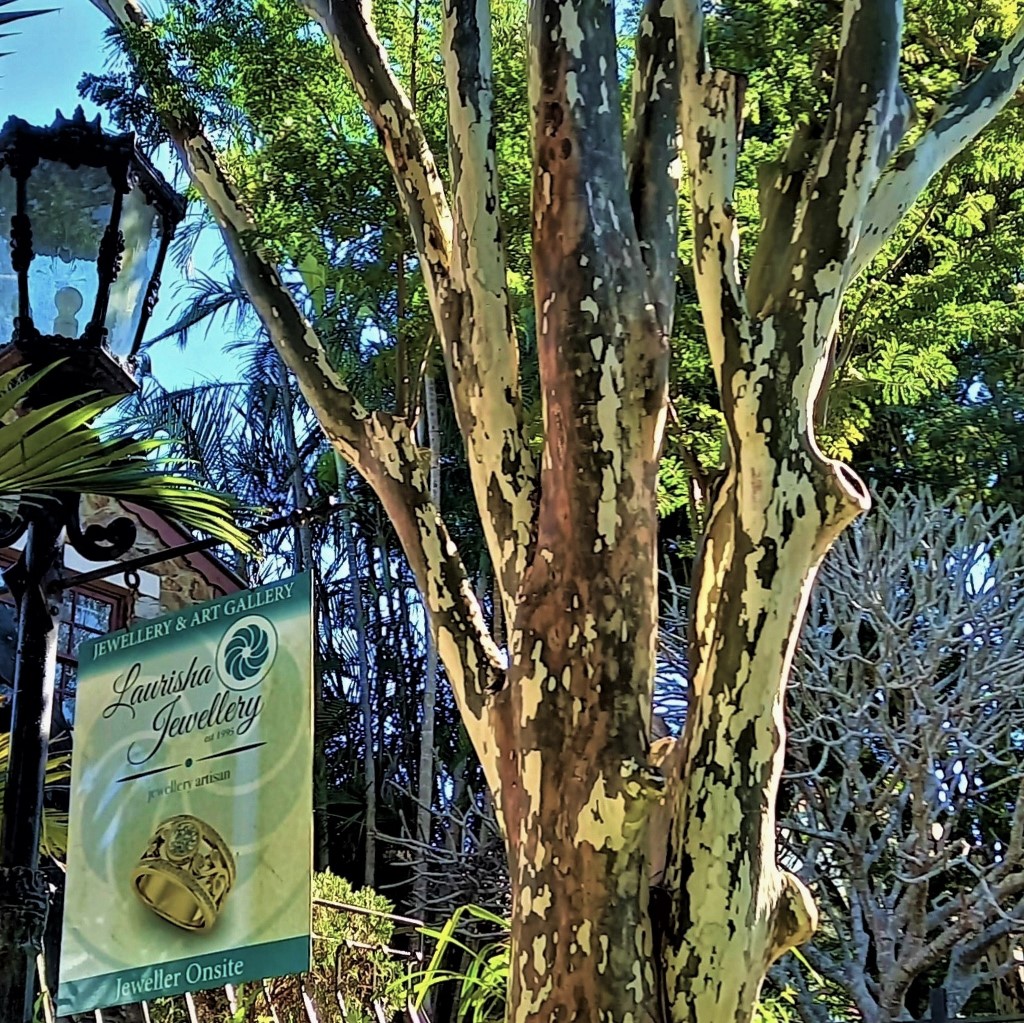 The Leopard tree (Libidibia ferrea syn. Caesalpinia ferrea) ~ by ...