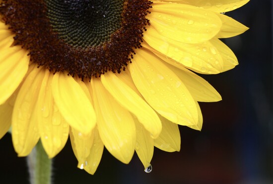 Saturday Sunflower by Issi Bannerman · 365 Project