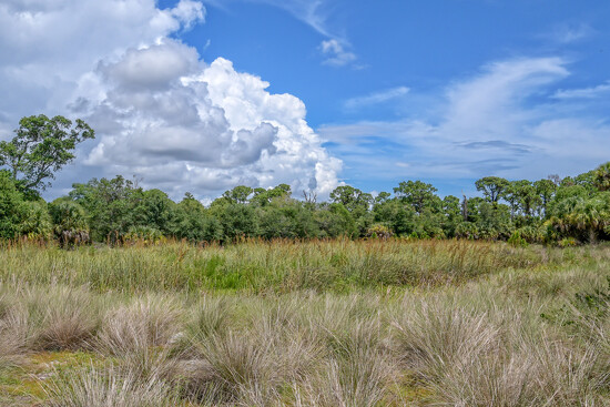 Florida coastal scrub by Danette Thompson · 365 Project