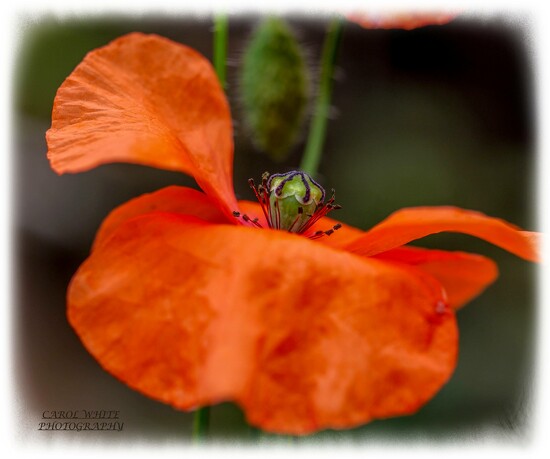 Fading Poppy by carol white · 365 Project