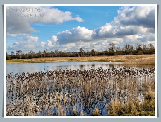 Summer Leys Nature Reserve by carol white · 365 Project