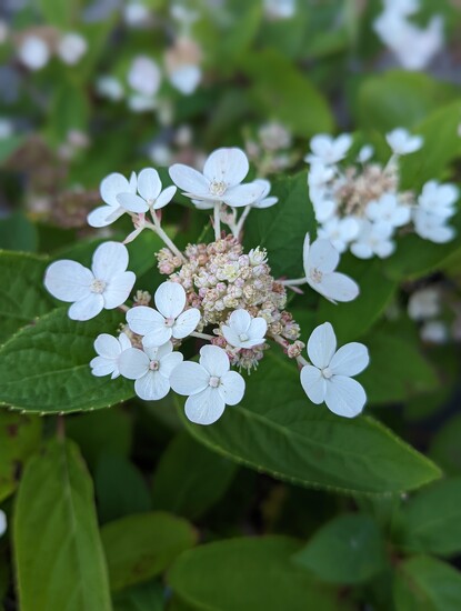 Light and lovely by Sarah Bremner · 365 Project