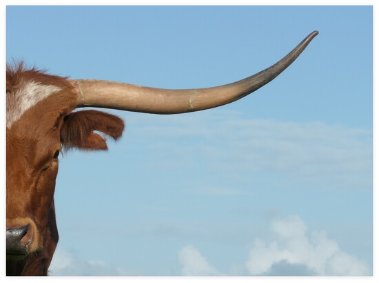 Aroha by Dianne · 365 Project