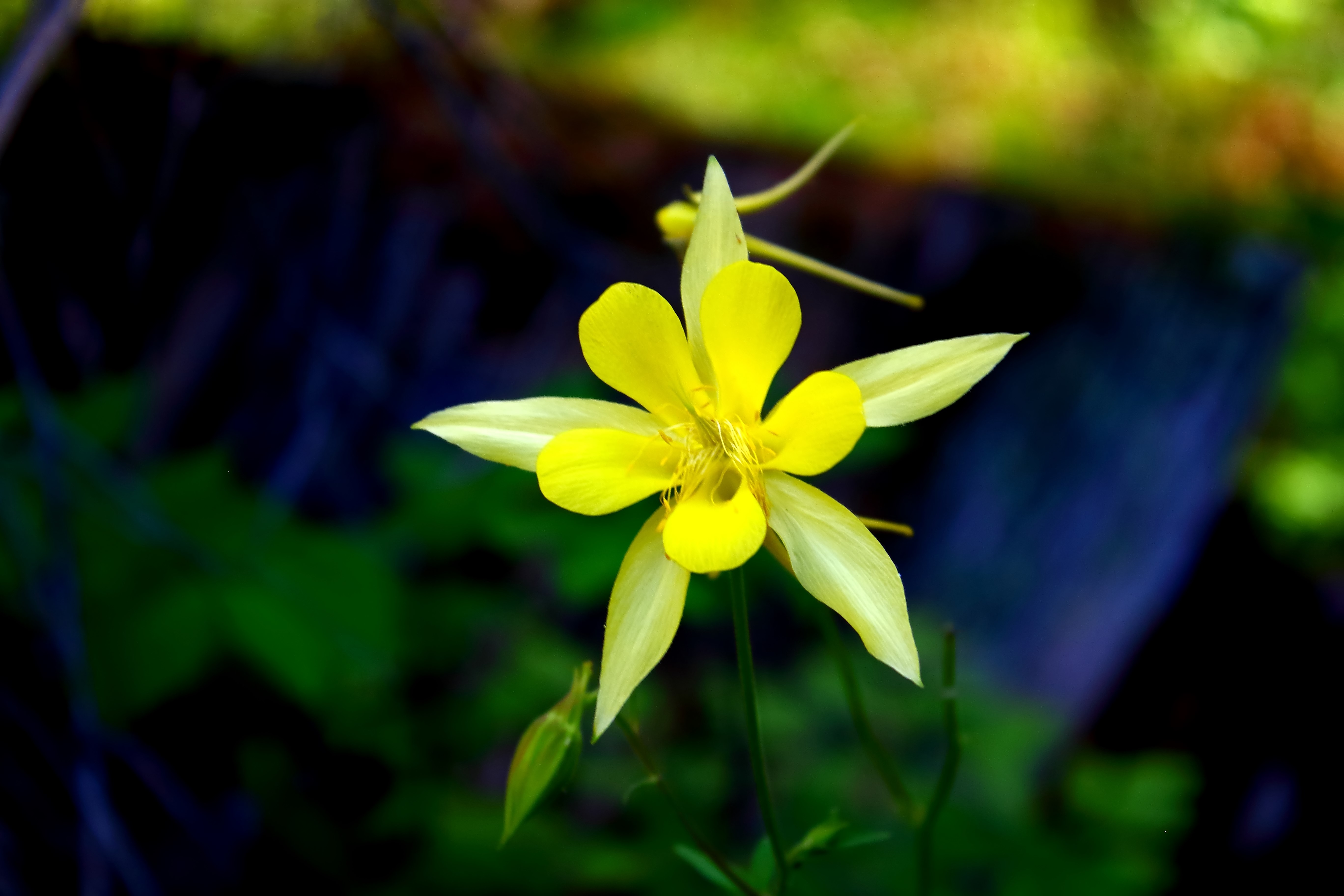 Yellow by Krista Marson · 365 Project