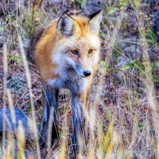 Red Fox, Yellowstone by PhotoCrazy · 365 Project