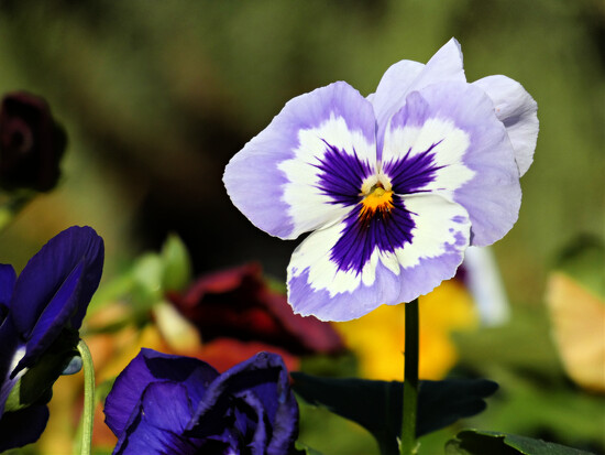 Pretty Pansy by gloria jones · 365 Project