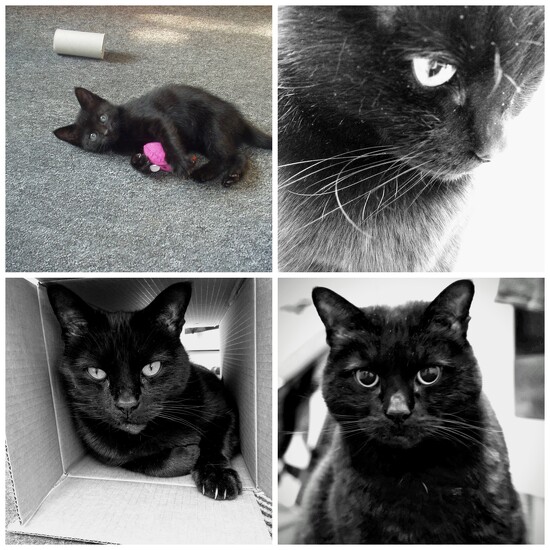 Arky 2007-2022 by 4rky · 365 Project