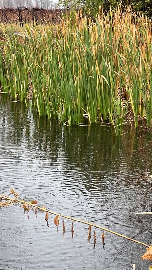 Cattails In the Rain by Chris Jordan · 365 Project