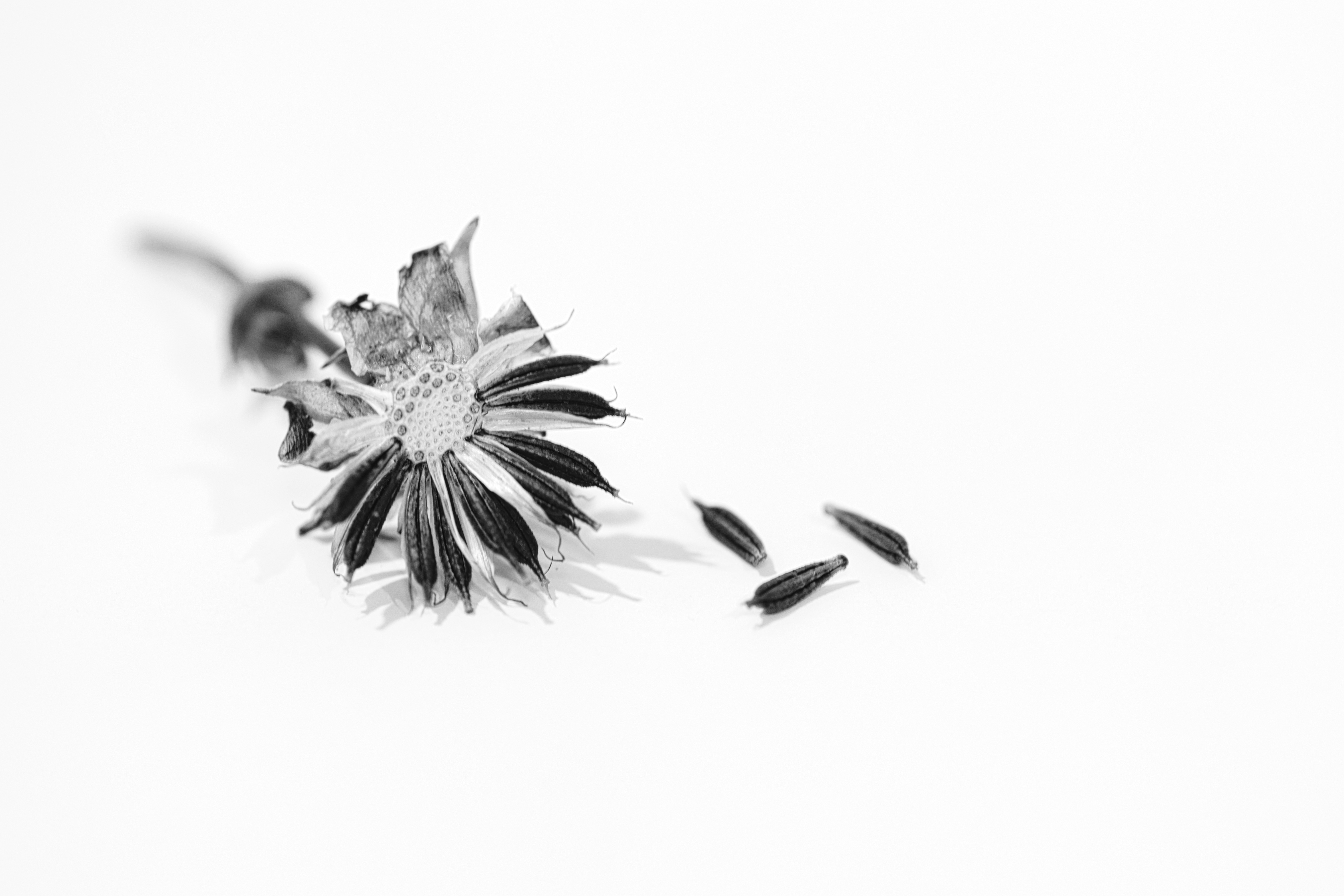 Fallen Seeds DSC_4457 by Merrelyn · 365 Project