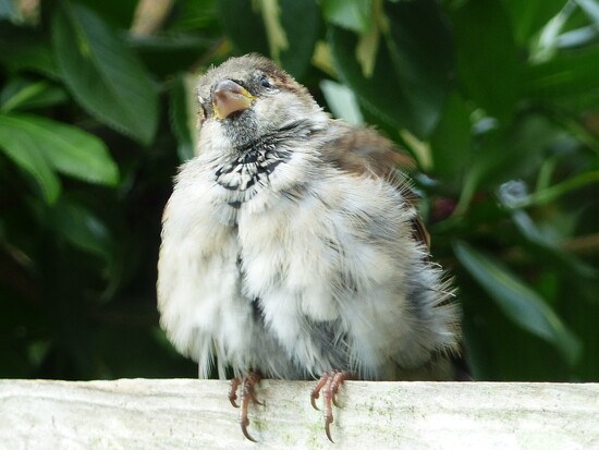 All fluffed up! by judith deacon · 365 Project