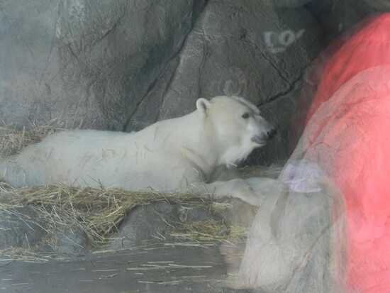 Polar Bear At Zoo by Sam A. Feldstein · 365 Project