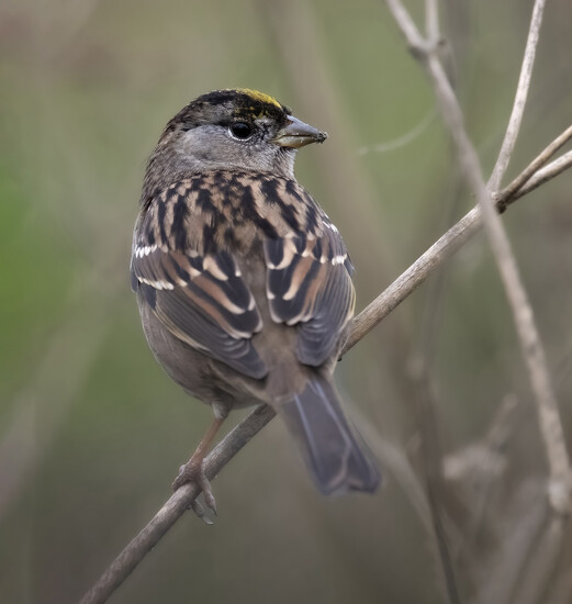 Golden-crowned Sparrow by Nickw · 365 Project