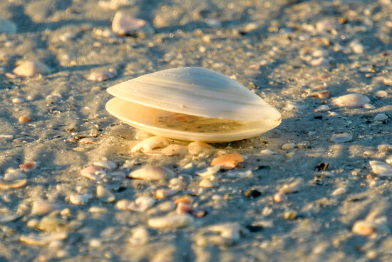 Seashells hold magic by Danette Thompson · 365 Project