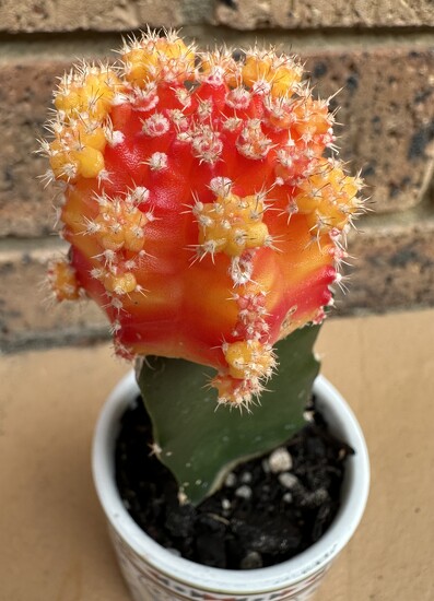 Cactus by Kate A 🇦🇺 · 365 Project