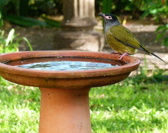 Juvenile Green Figbird by Babs · 365 Project