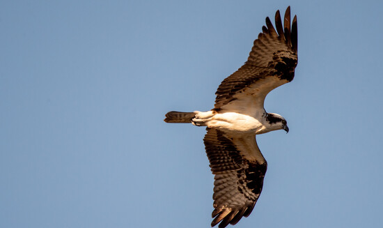 Osprey, Floating Overhead! by Rick · 365 Project