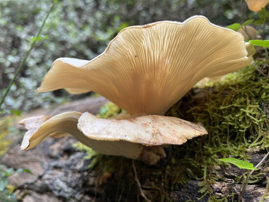 Funky Fungi by Louise · 365 Project