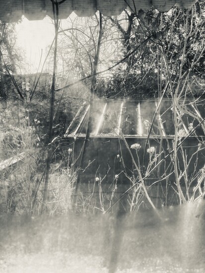 Sunny Sparkles by Liz Milne · 365 Project