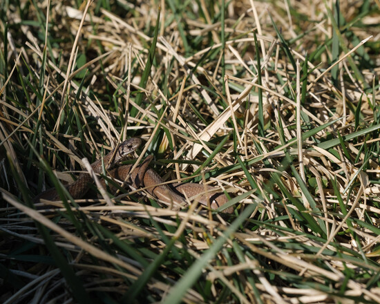 Snek Friend by John M · 365 Project