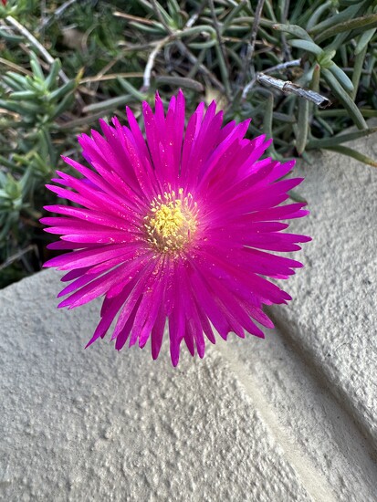 Purple Ice Plant by Kathy A · 365 Project