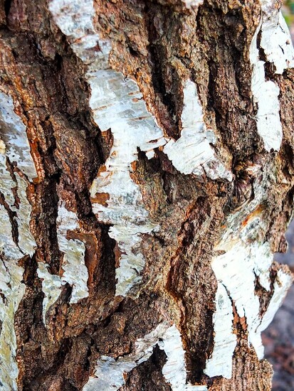 Bursting open! by Michelle · 365 Project