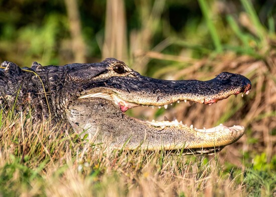 Gator blocking my path... by PhotoCrazy · 365 Project