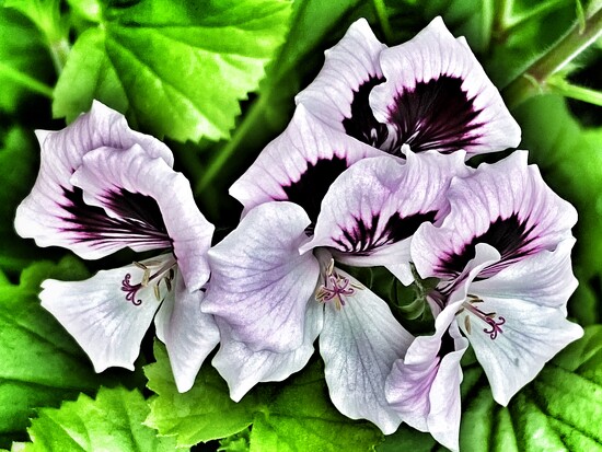 The only currently flowering plant on the enclosed balcony is this ...