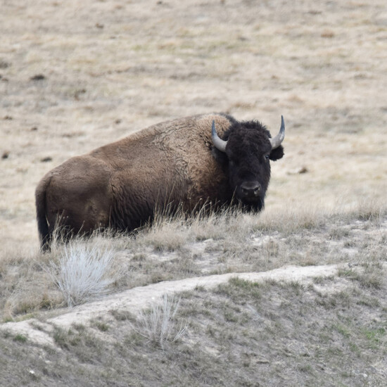Bull Bison by Barb · 365 Project