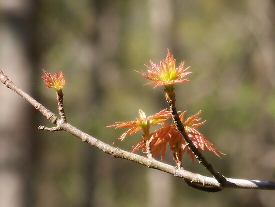 Young maple leaves... by Mags · 365 Project