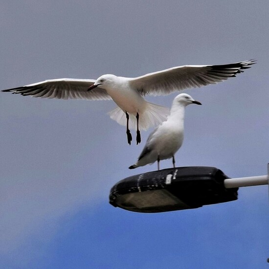Seagull Hovering ~ by Valerie Chesney · 365 Project