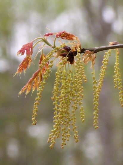 Quercus palustris catkins... by Mags · 365 Project