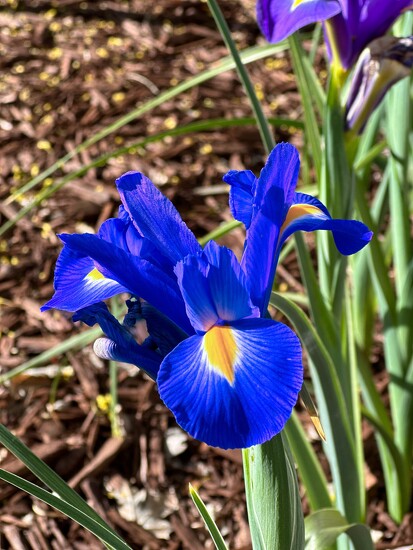 Blue iris (Telstar) by Shutterbug · 365 Project