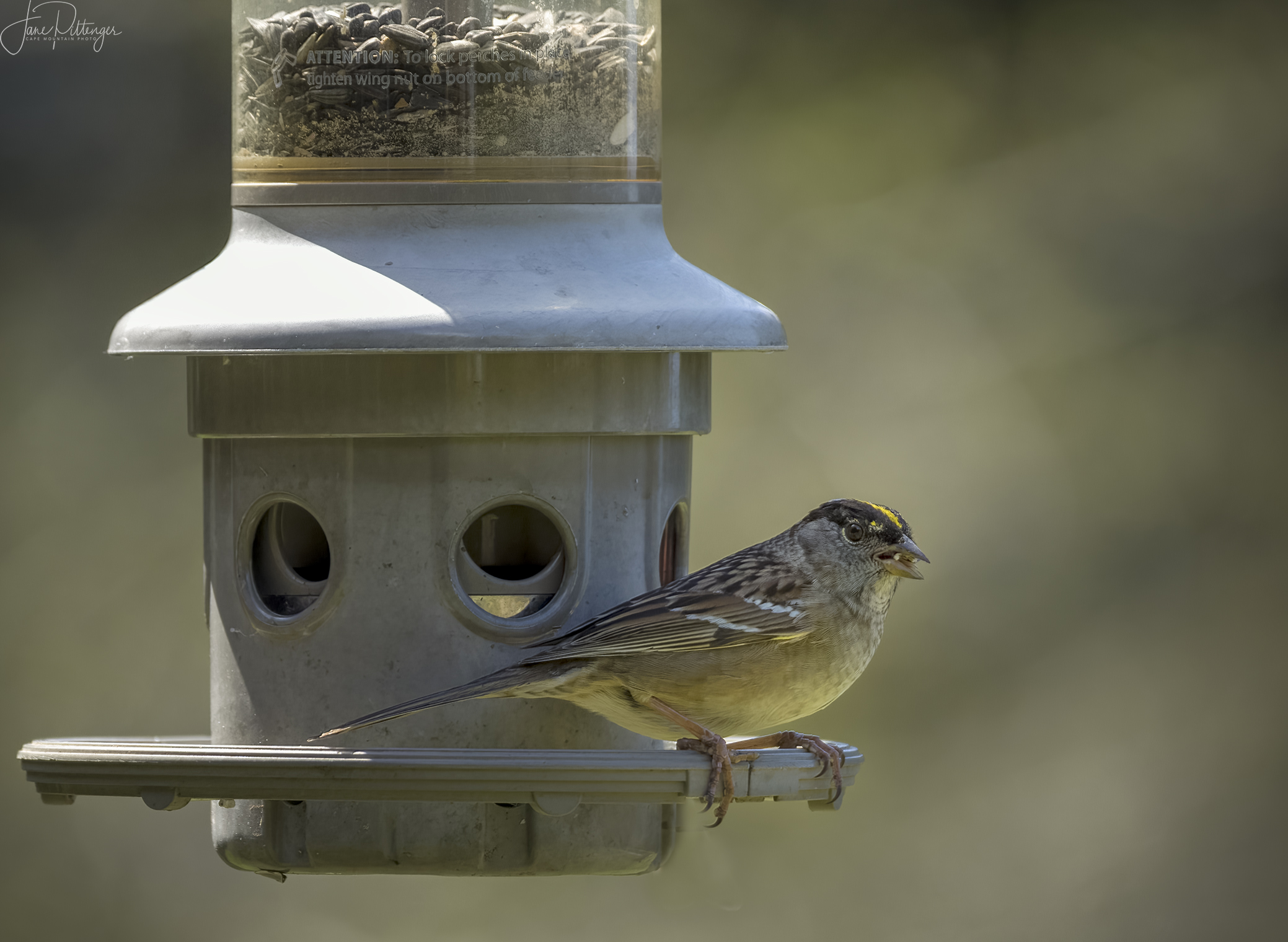 Yellow Crowned Sparrow by Jane Pittenger · 365 Project