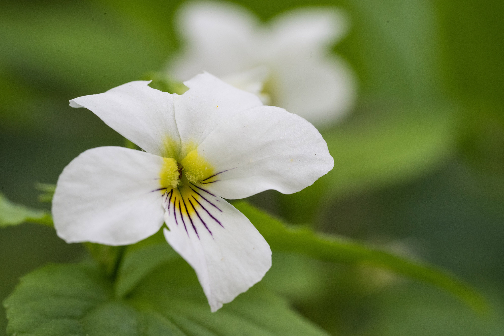 Canada Violet by Kate · 365 Project