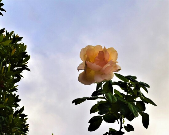 Sunlit Rose ~ by Valerie Chesney · 365 Project
