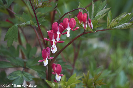 Baby Bleeding Hearts by Allison Maltese · 365 Project