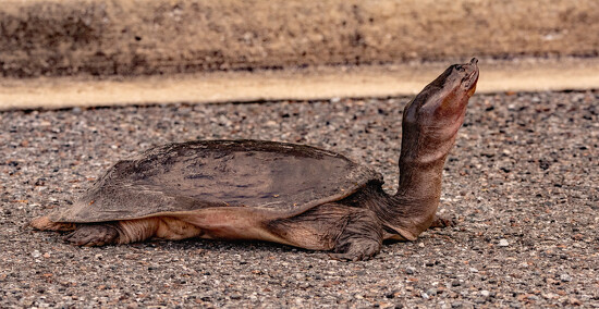 Florida Softshell Turtle! by Rick · 365 Project