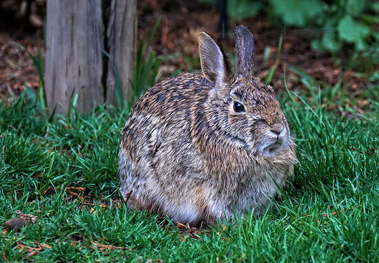 Rabbit in the Rain by Joanne Diochon · 365 Project
