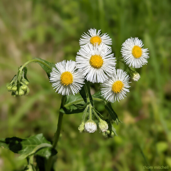 Philadelphia Fleabane by Thom Mitchell · 365 Project
