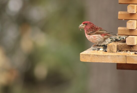 Purple finch at our feeder at the cottage by Michele · 365 Project