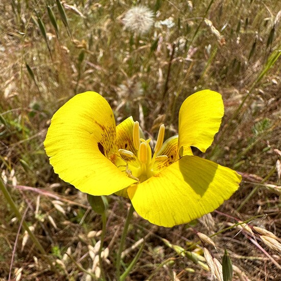 Poppy ? by Shutterbug · 365 Project