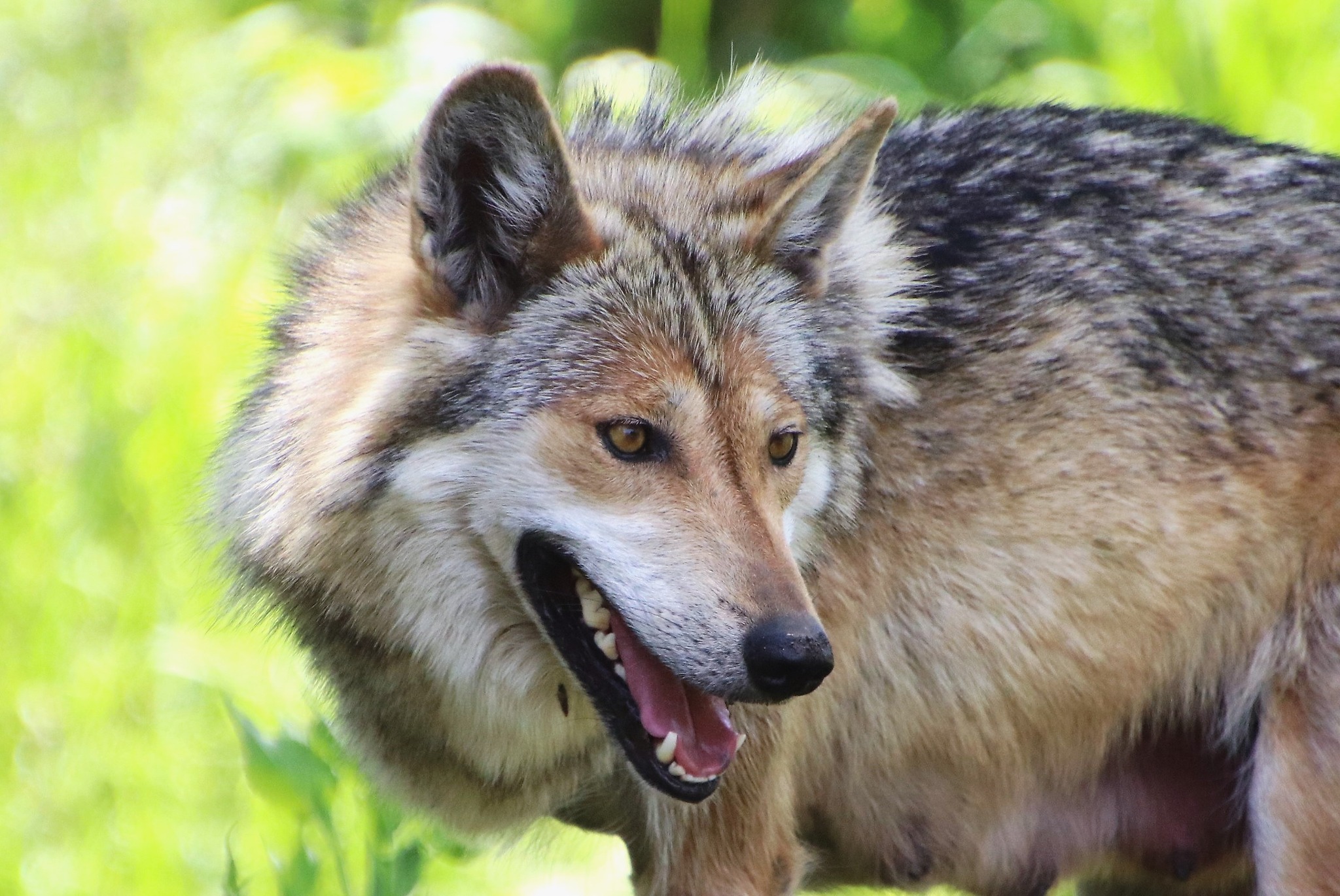 Viv The Three Legged Wolf by Randy Lubbering · 365 Project