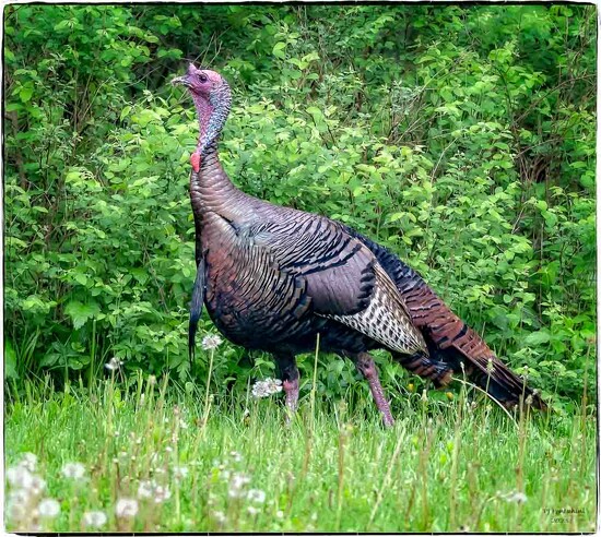 Gobble Gobble by Paula Fontanini · 365 Project