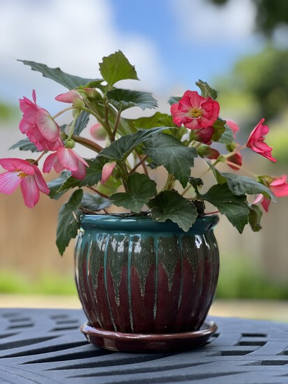 Giving begonias another try by Lou Ann · 365 Project