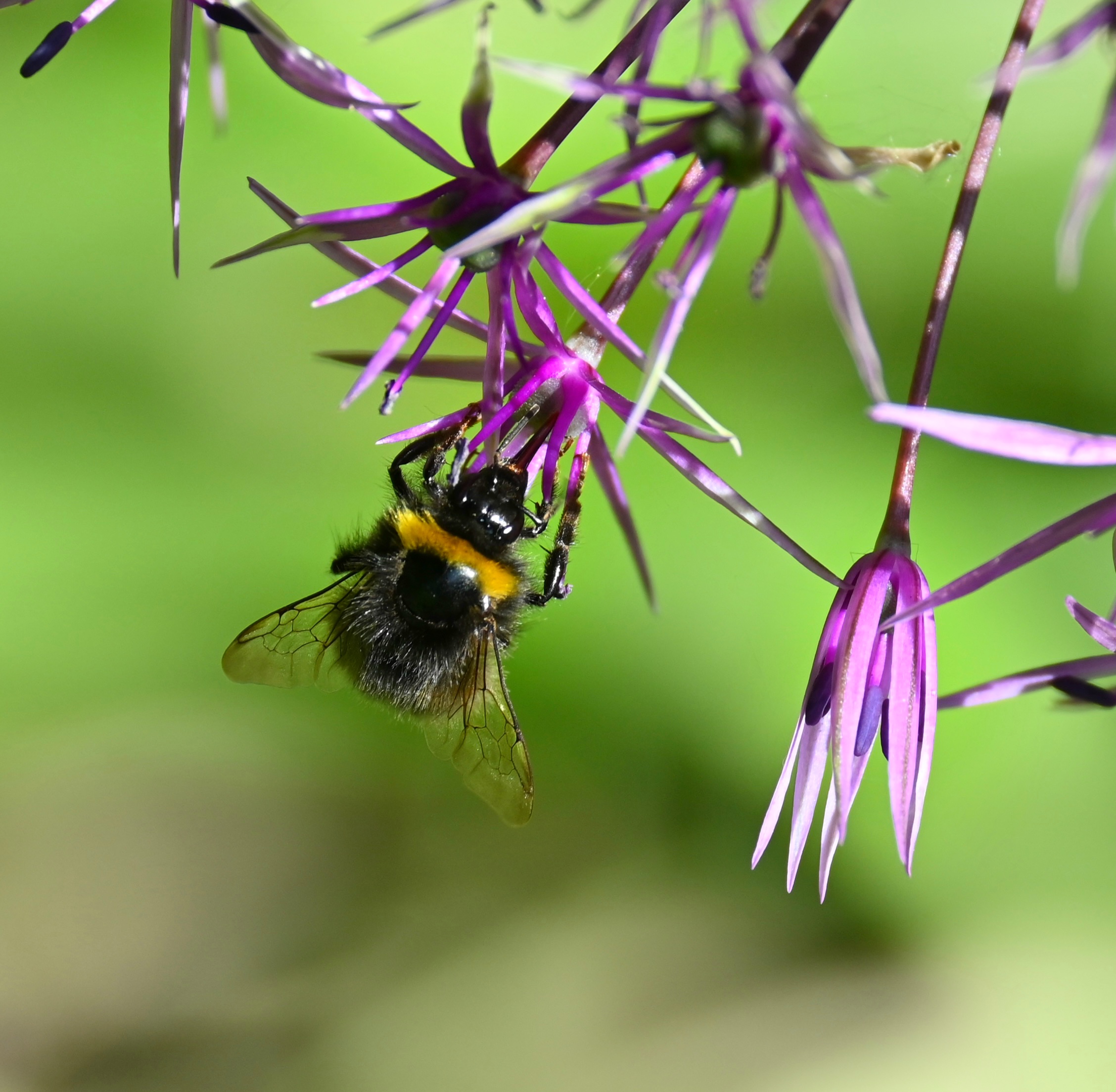 Buzz Bee 🐝 by Wendy Stout · 365 Project
