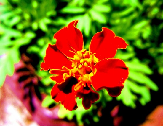 Kadifica by Vesna · 365 Project